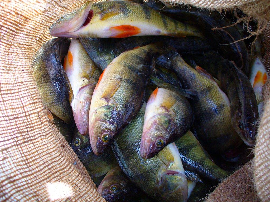 The few, the proud, the perch anglers of Vermilion Bay Lodge ...